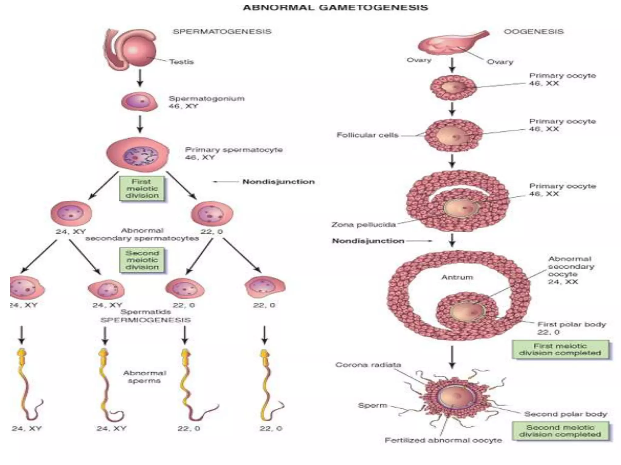 Embryology full note | PPTX