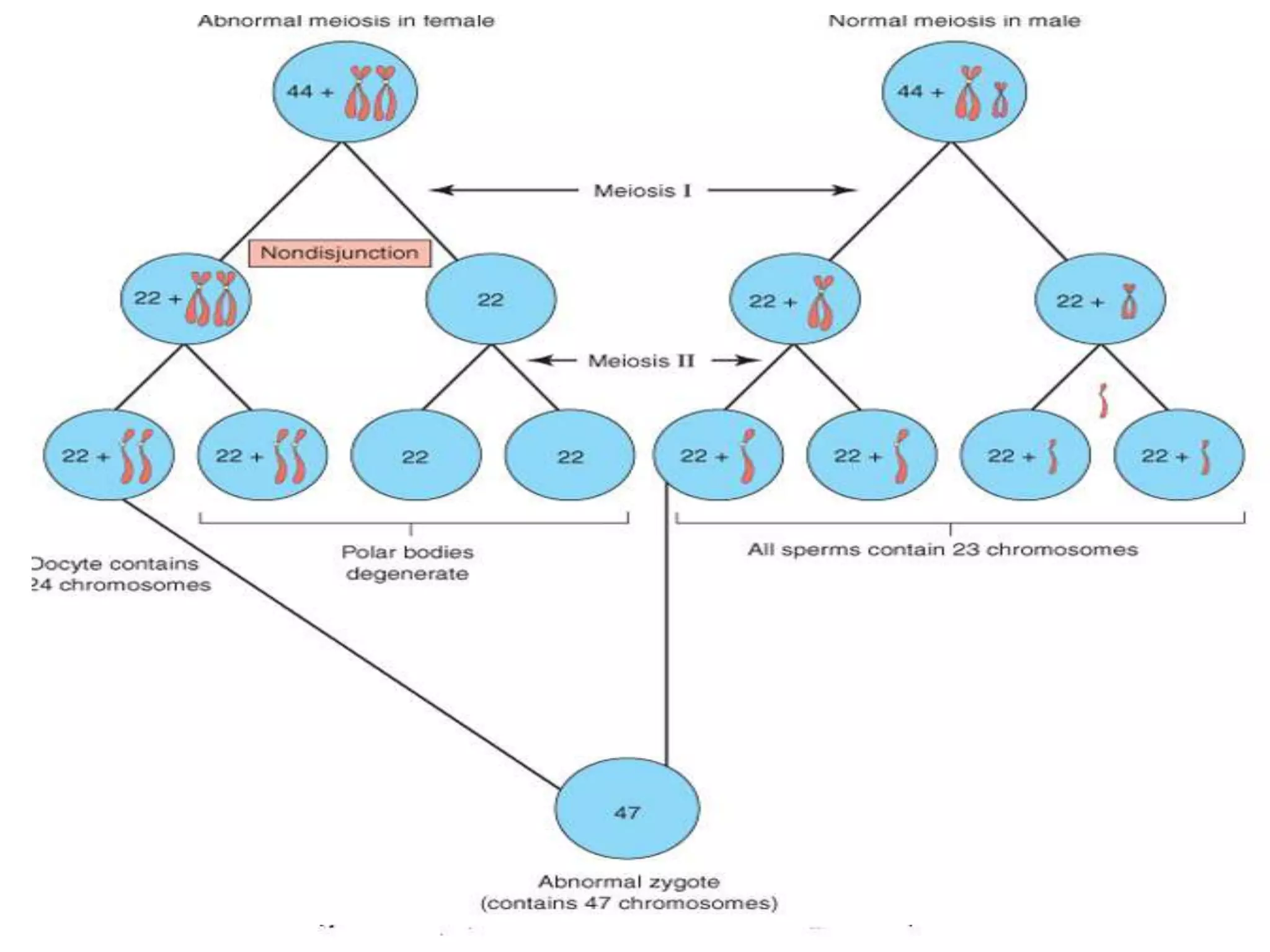 Embryology Full Note Pptx