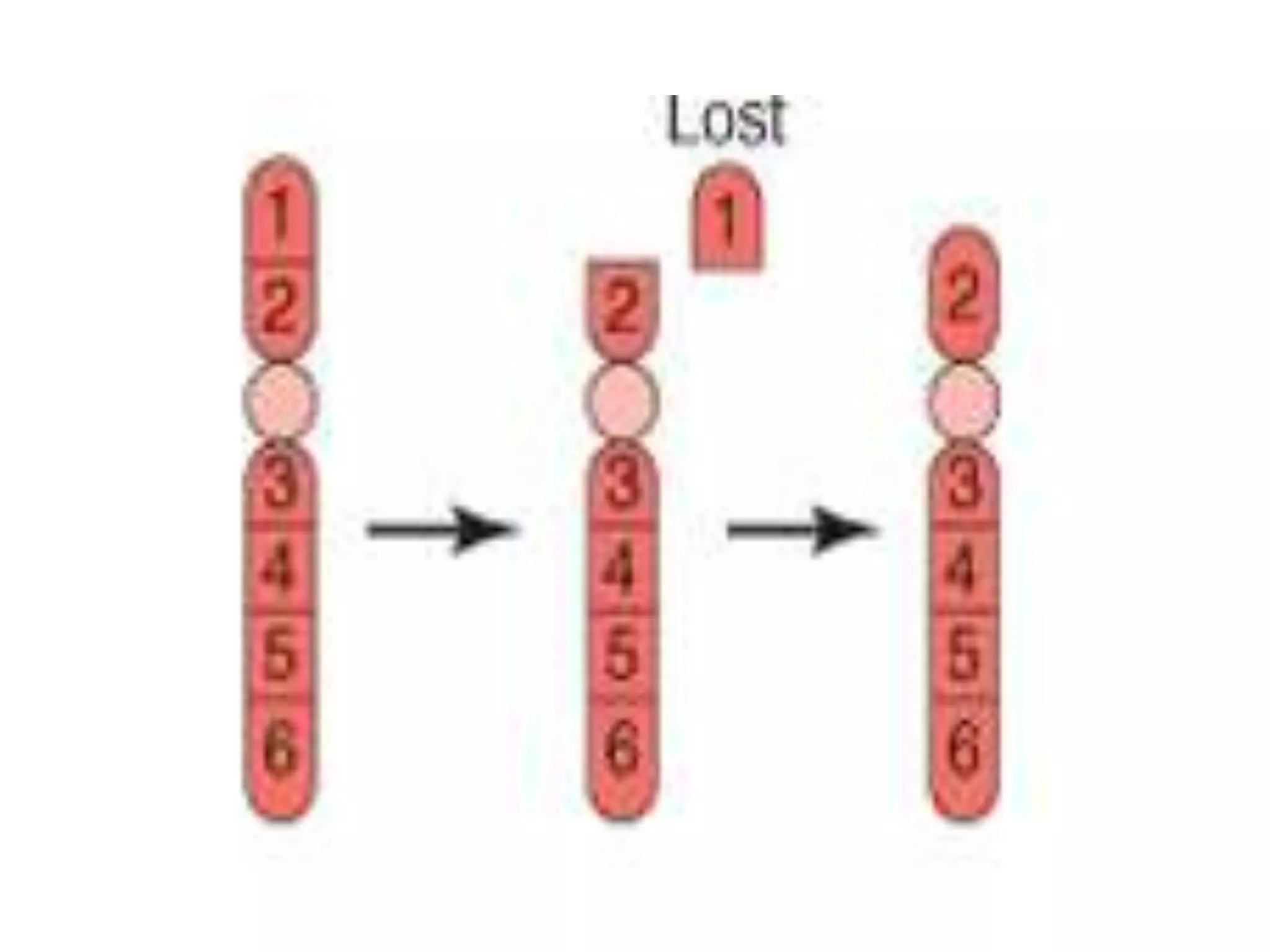 Embryology Full Note Pptx