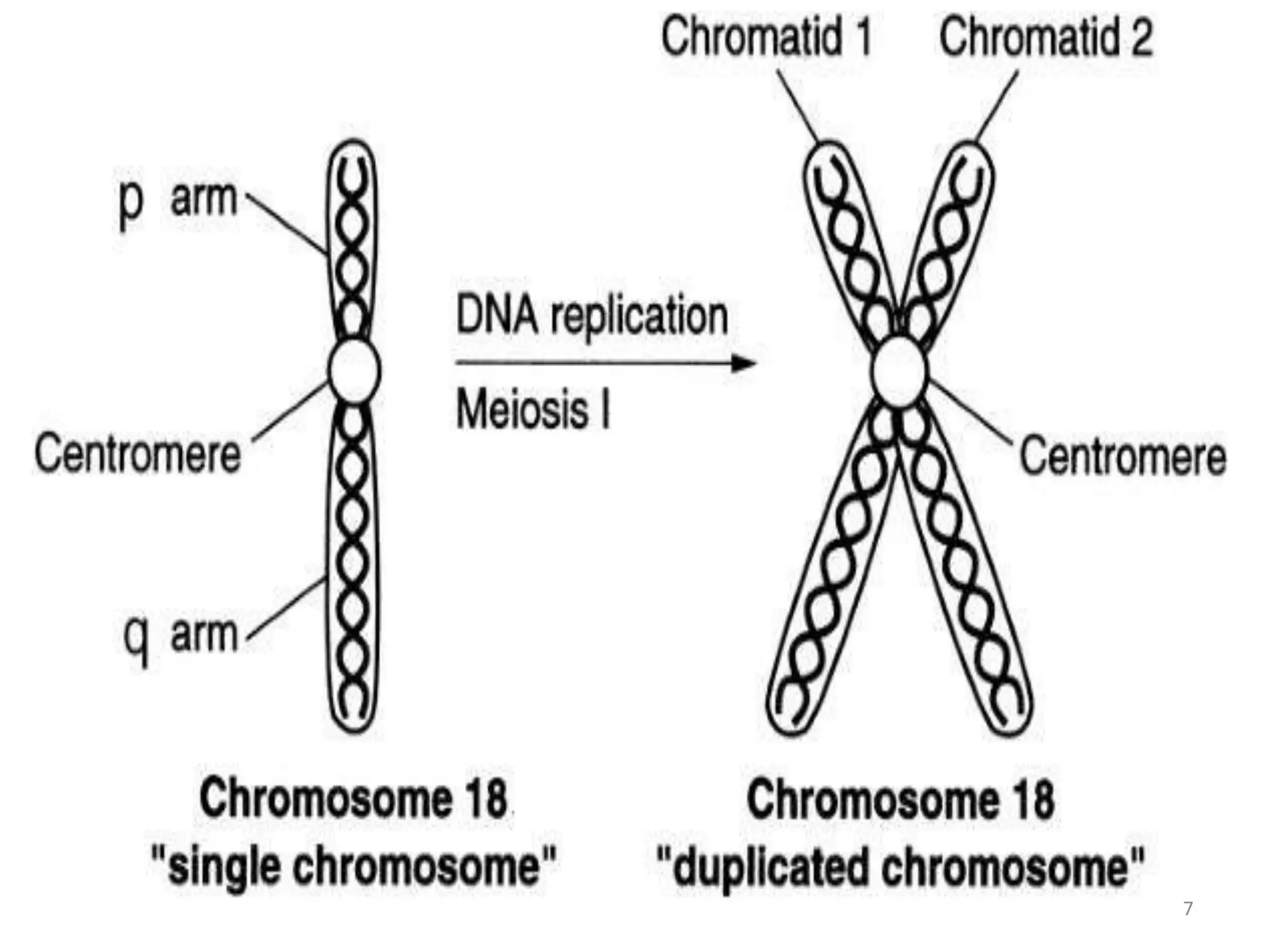 Embryology Full Note Pptx