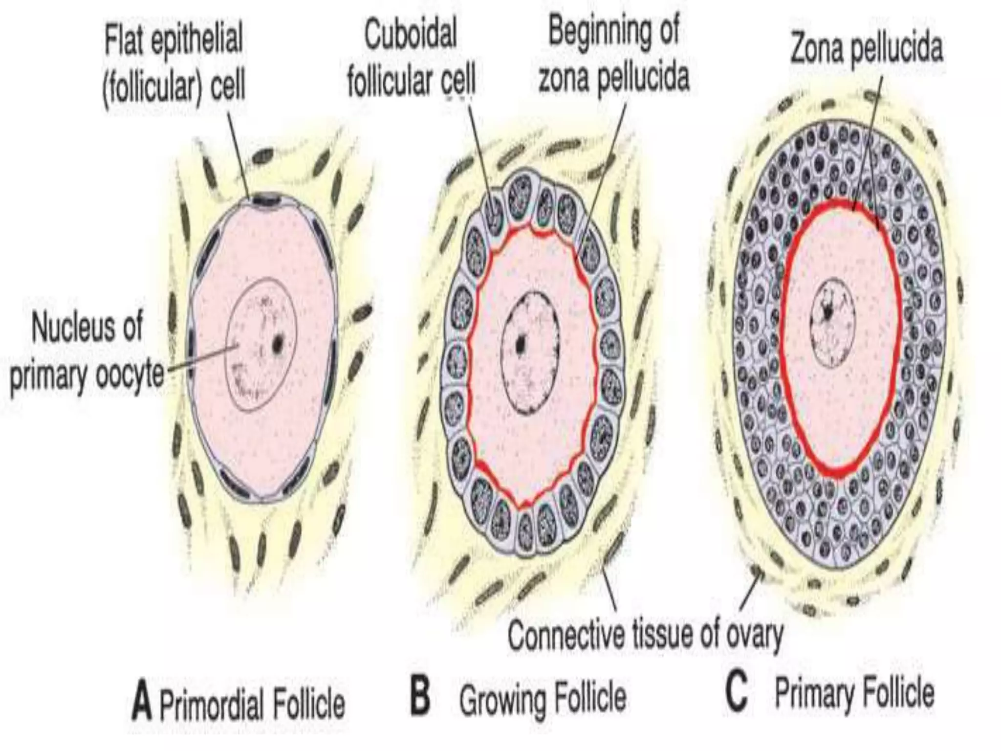 Embryology full note | PPTX