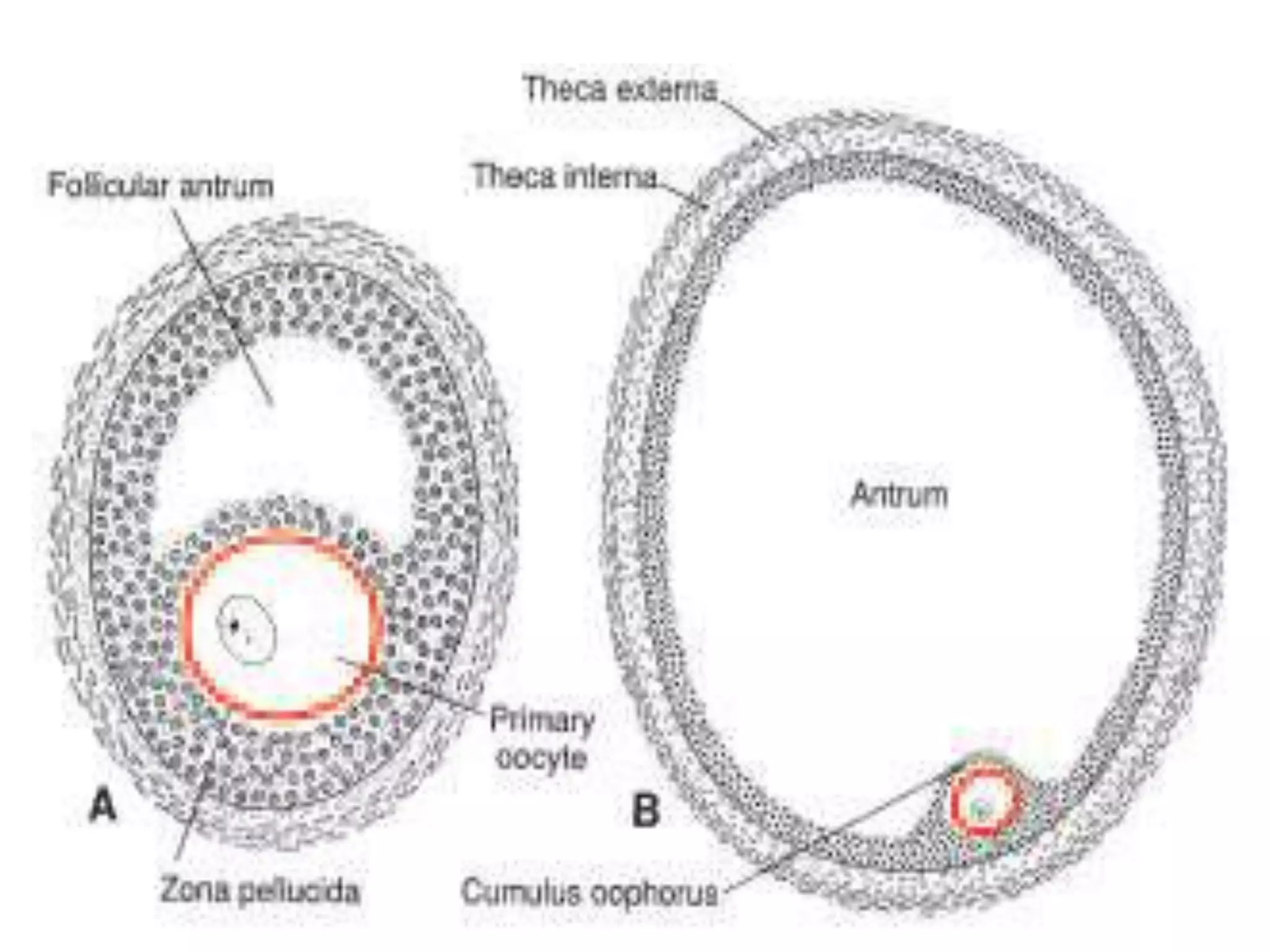 Embryology full note | PPTX
