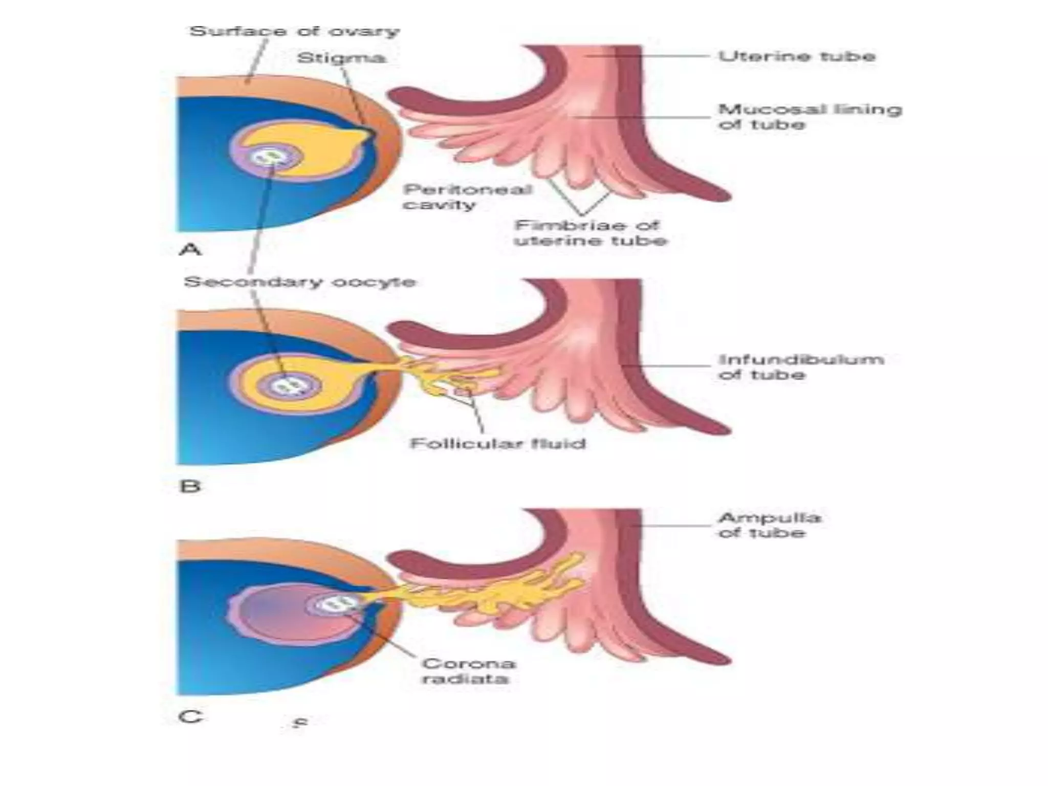Embryology full note | PPTX