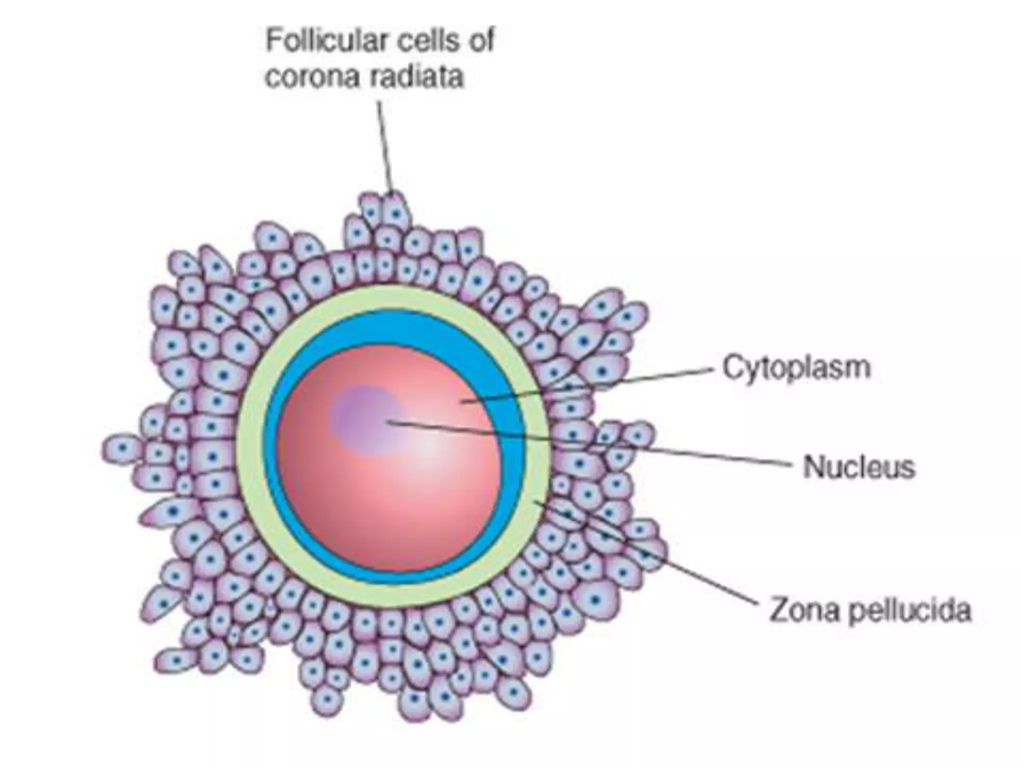 Embryology Full Note Pptx
