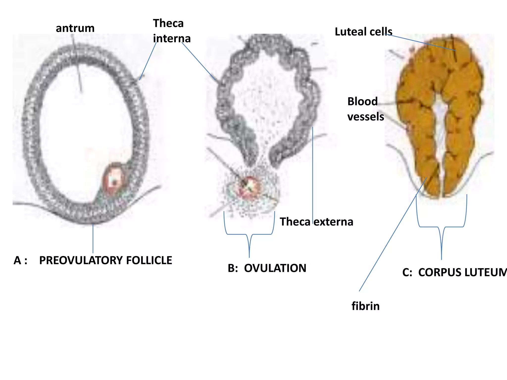 Embryology full note | PPTX