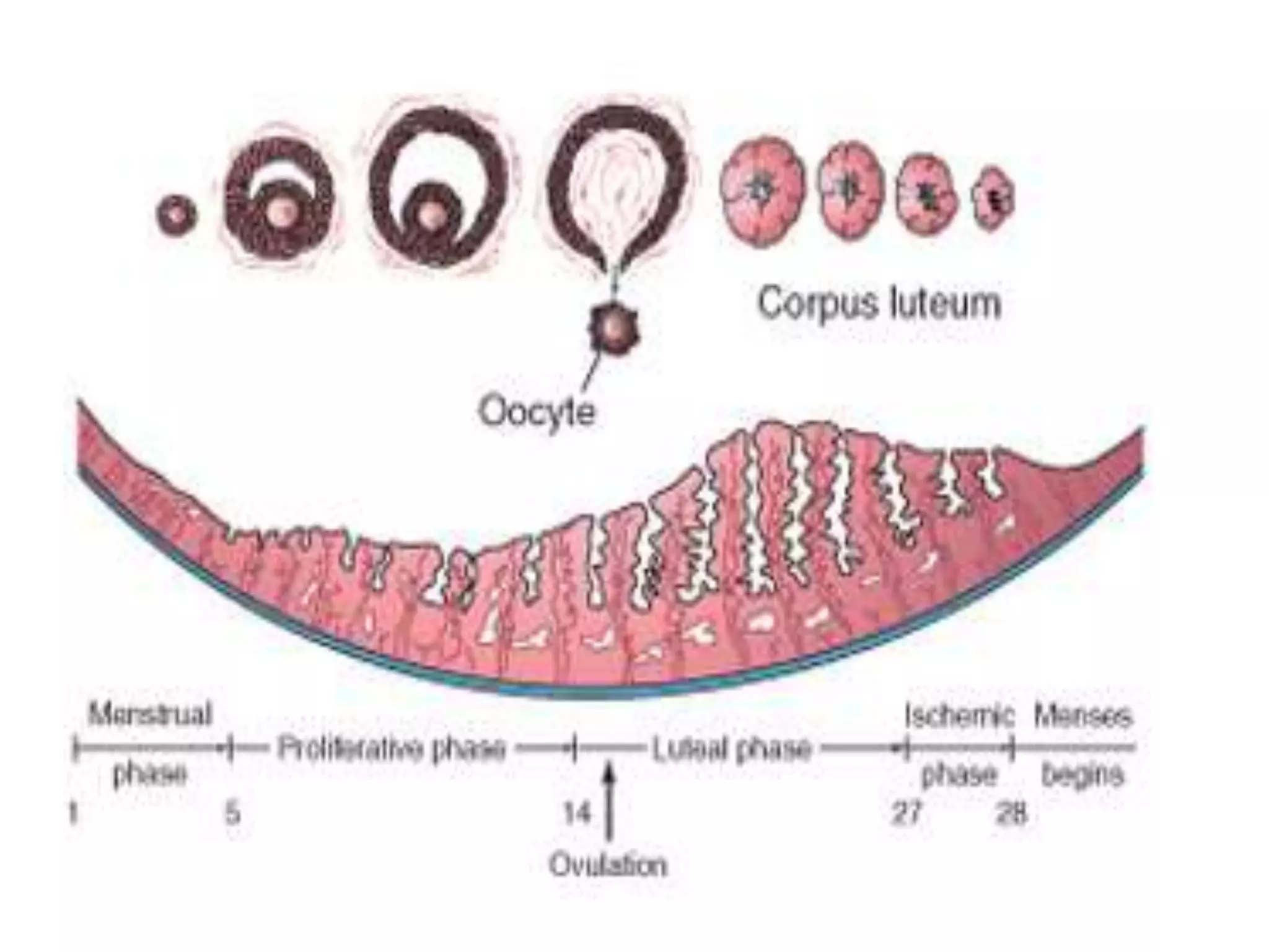 Embryology full note | PPTX