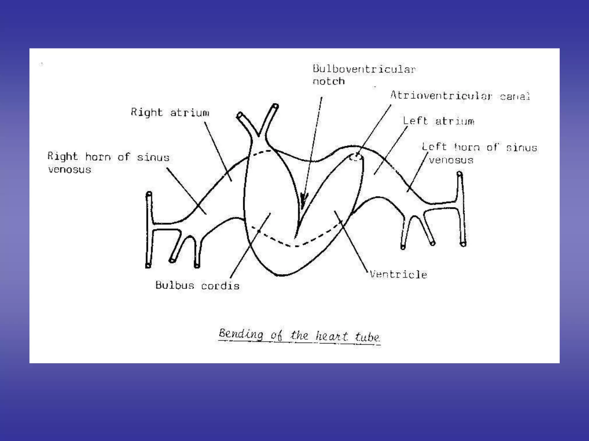 Embryology [heart.].ppt