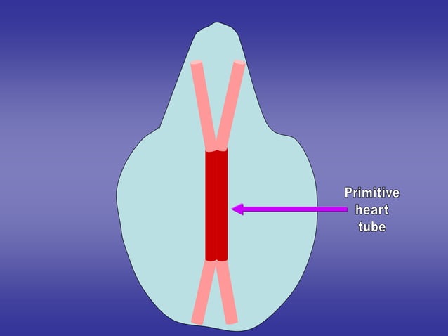 Embryology [heart.].ppt