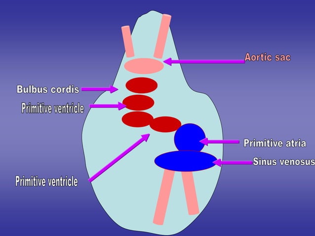 Embryology [heart.].ppt