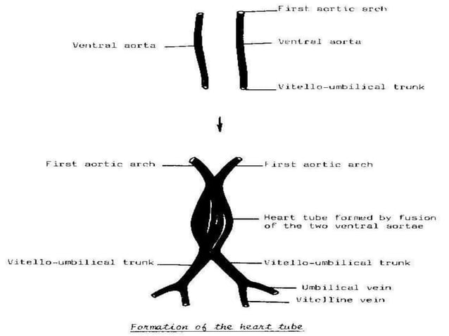 Embryology [heart.].ppt