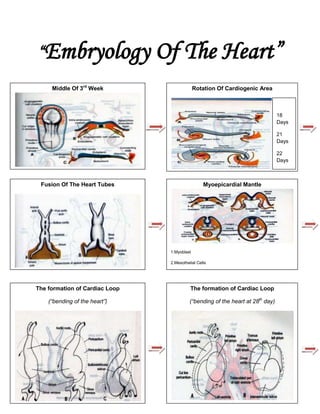Embryology & histology of cardiovascular system | DOCX