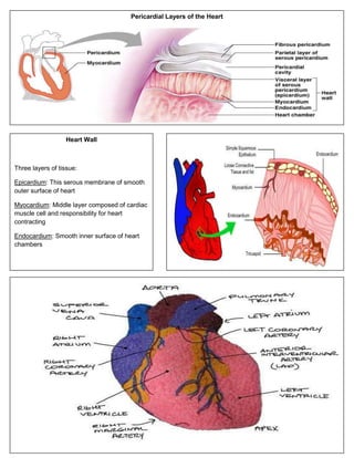 Embryology & histology of cardiovascular system | DOCX