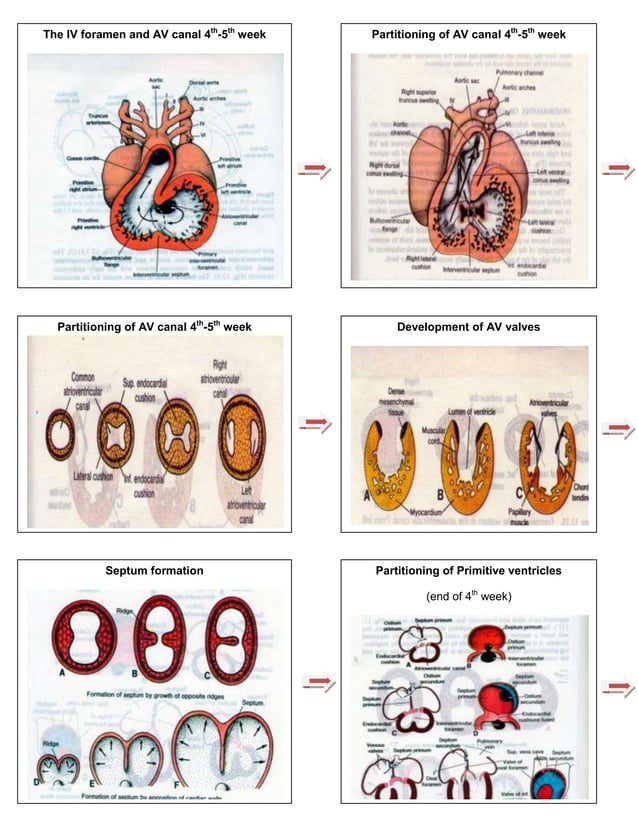Embryology & histology of cardiovascular system