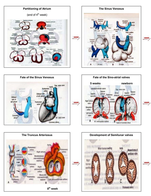 Embryology & histology of cardiovascular system