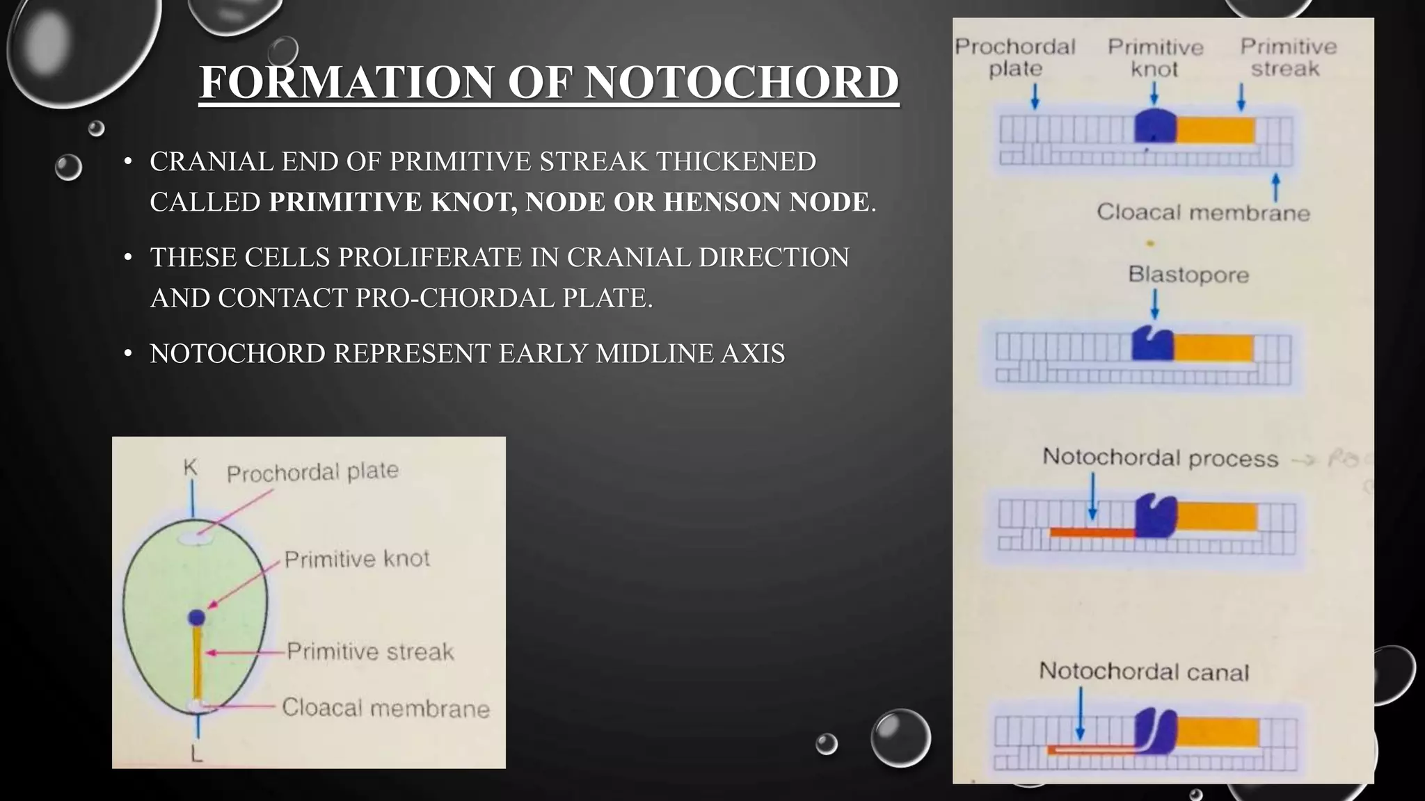 Embryology in orthodontics | PPTX