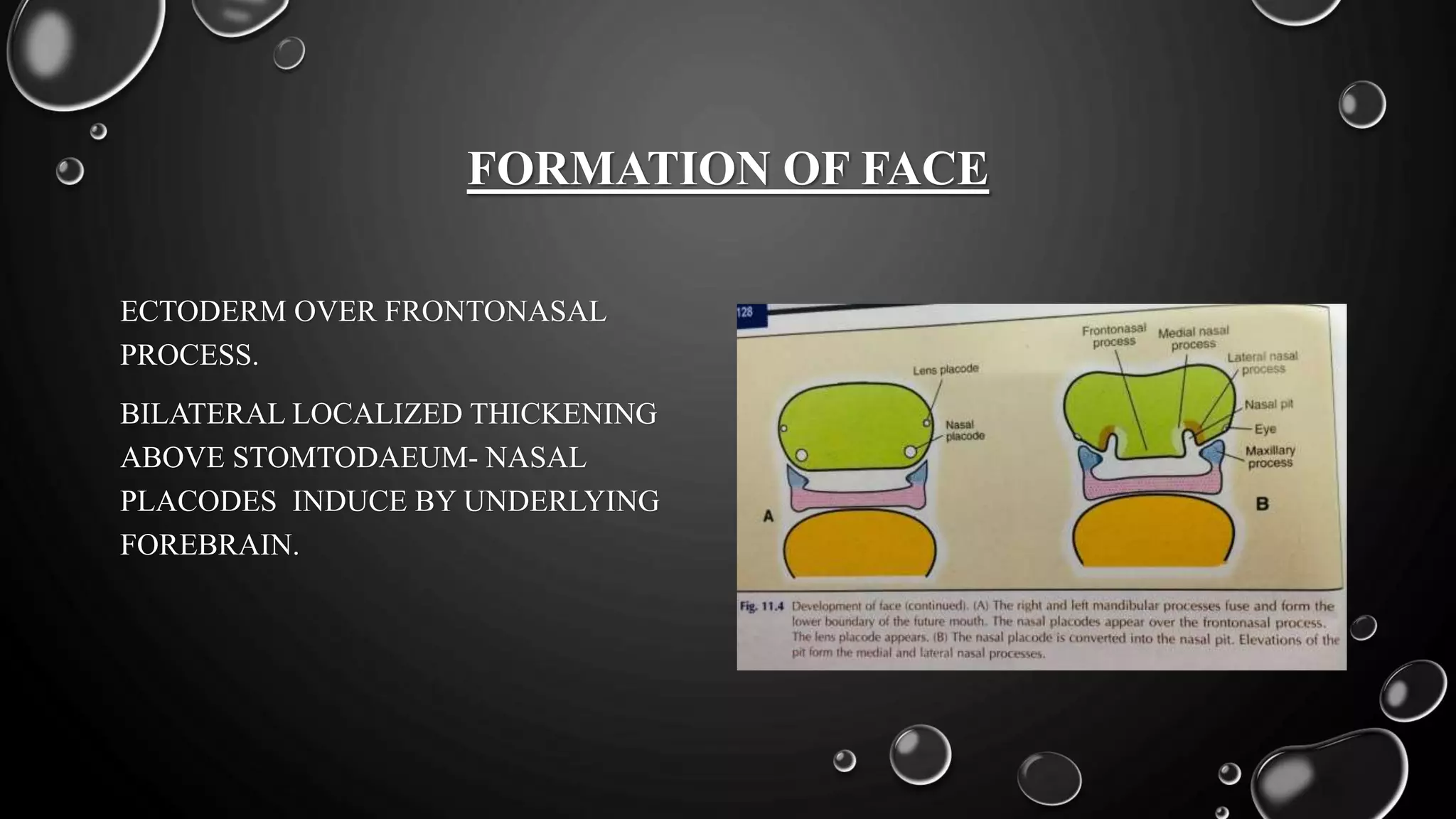 Embryology in orthodontics | PPTX
