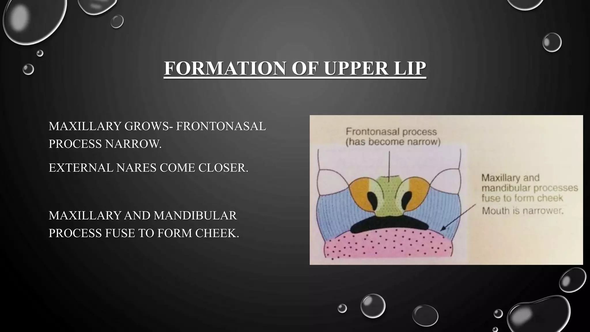 Embryology in orthodontics | PPTX