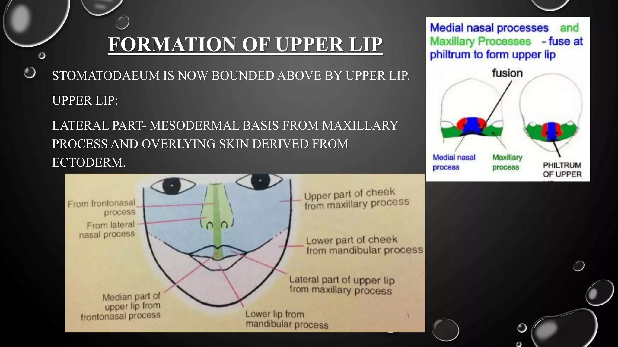 Embryology in orthodontics | PPTX