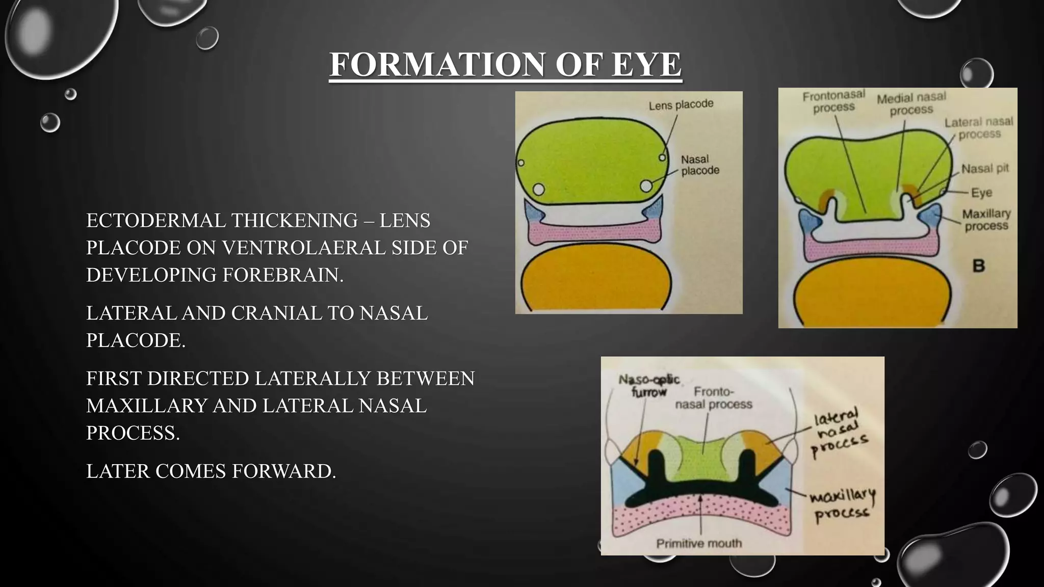 Embryology in orthodontics | PPTX