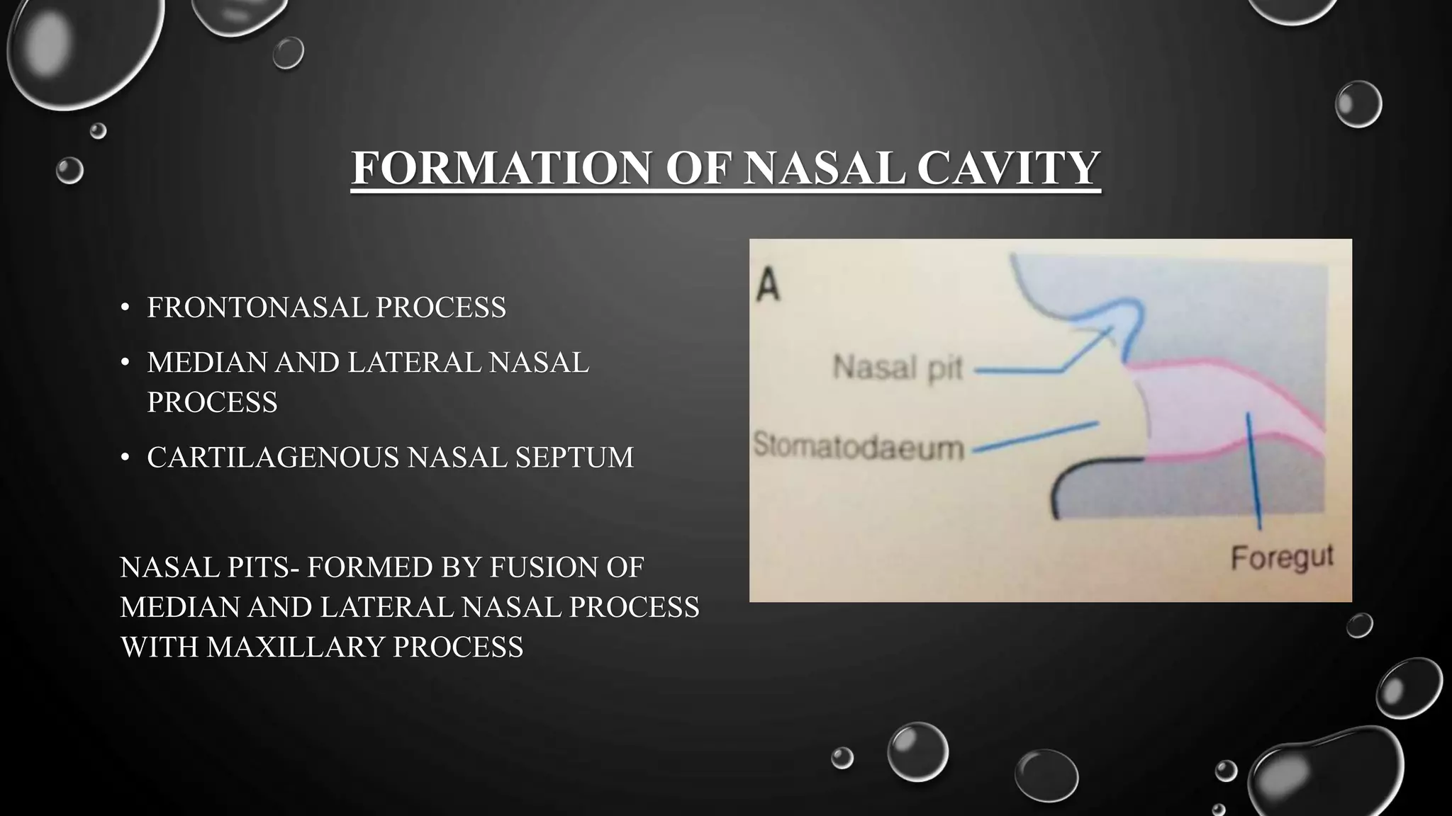 Embryology in orthodontics | PPTX