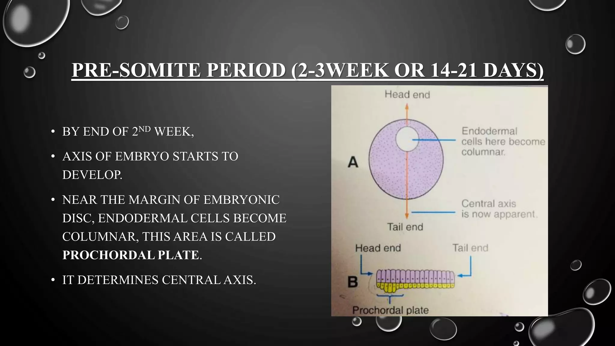 Embryology in orthodontics | PPTX