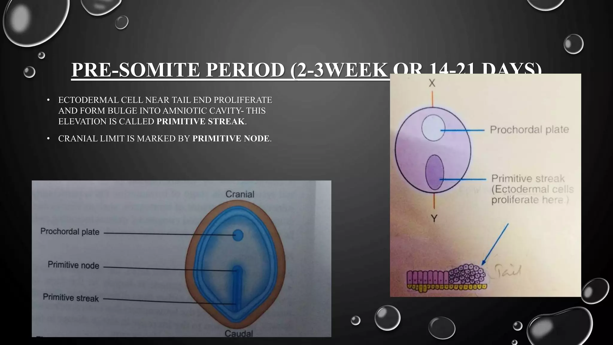 Embryology in orthodontics | PPTX