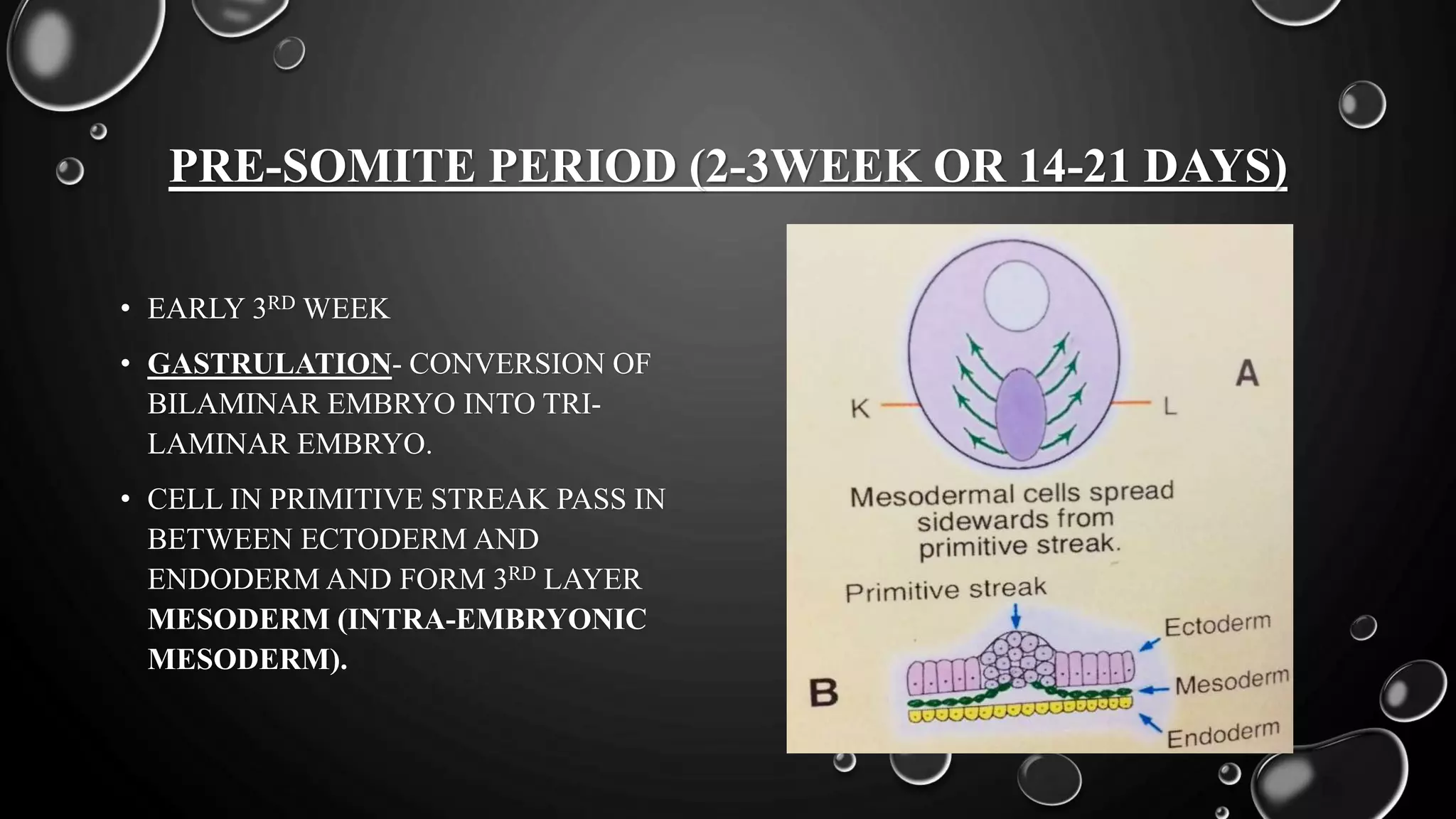 Embryology in orthodontics | PPTX