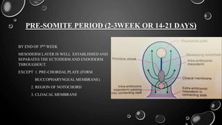 Embryology in orthodontics | PPTX