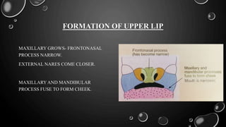 Embryology in orthodontics | PPTX