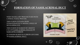 Embryology in orthodontics | PPTX