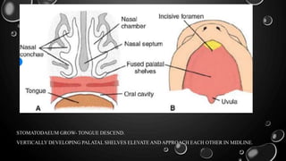 Embryology in orthodontics | PPTX
