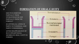 Embryology in orthodontics | PPTX