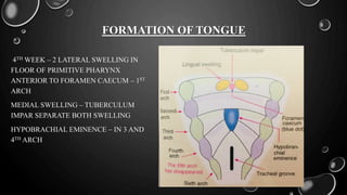 Embryology in orthodontics | PPTX