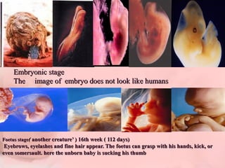 Embryology in the Holy Quran | PPT