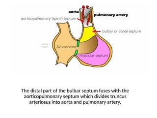 Embryology of atrioventricular septum mbbs year 1 | PPTX