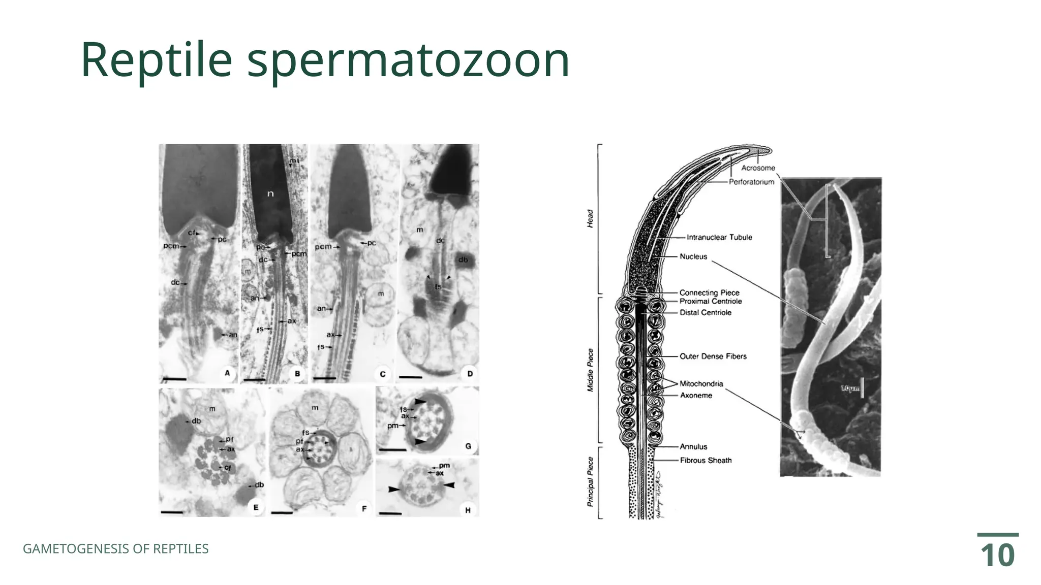 Embryology Lecture - Gametogenesis of Reptiles.pptx