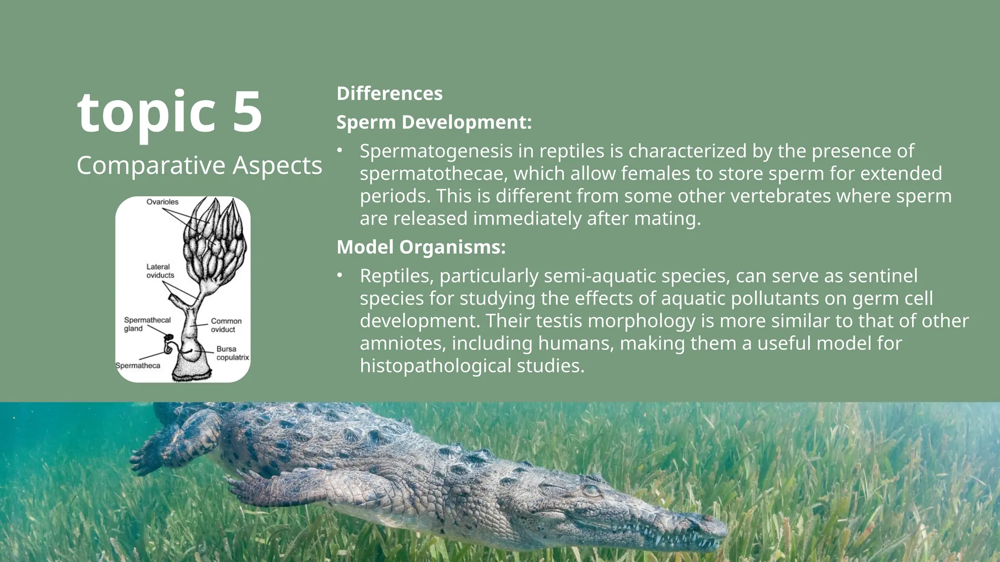 Embryology Lecture - Gametogenesis of Reptiles.pptx