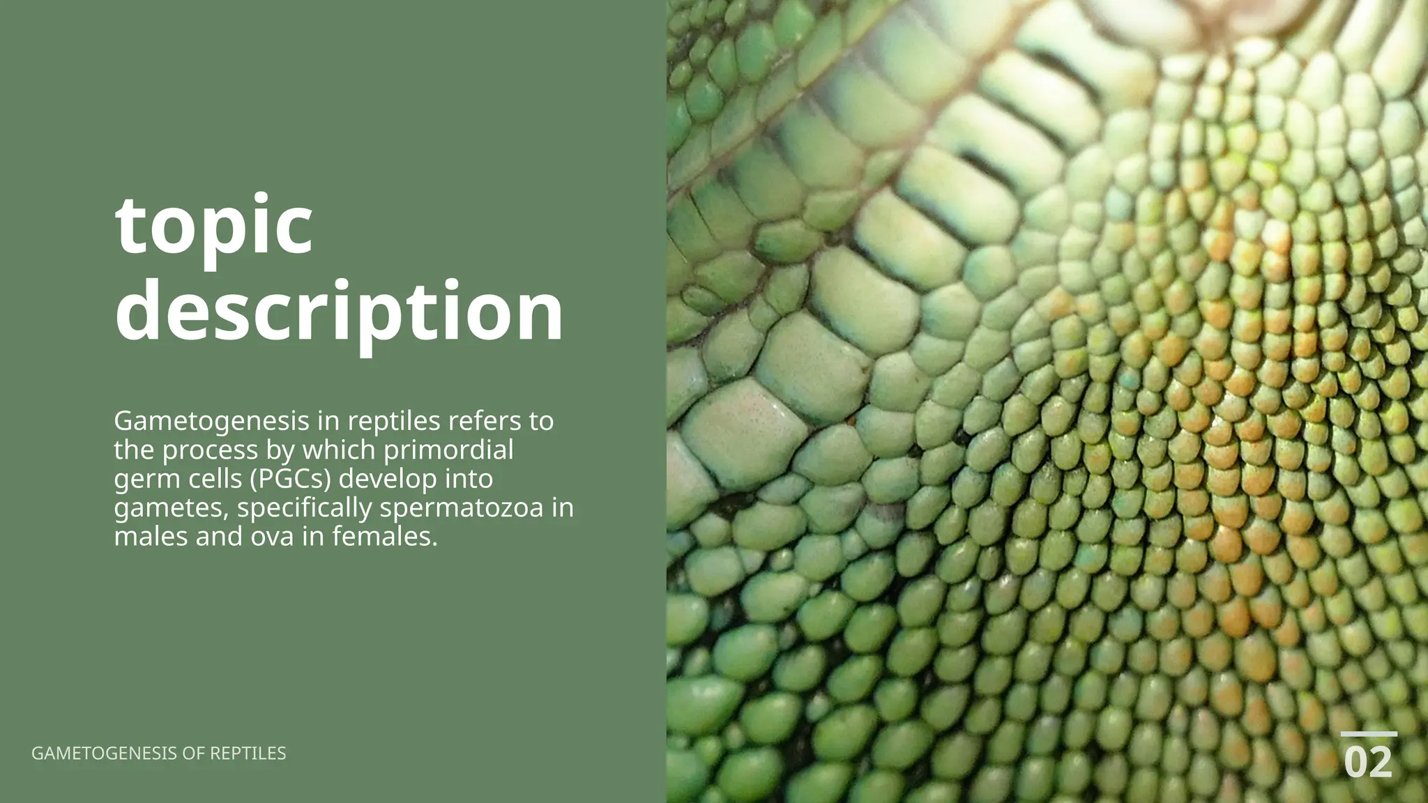 Embryology Lecture - Gametogenesis of Reptiles.pptx