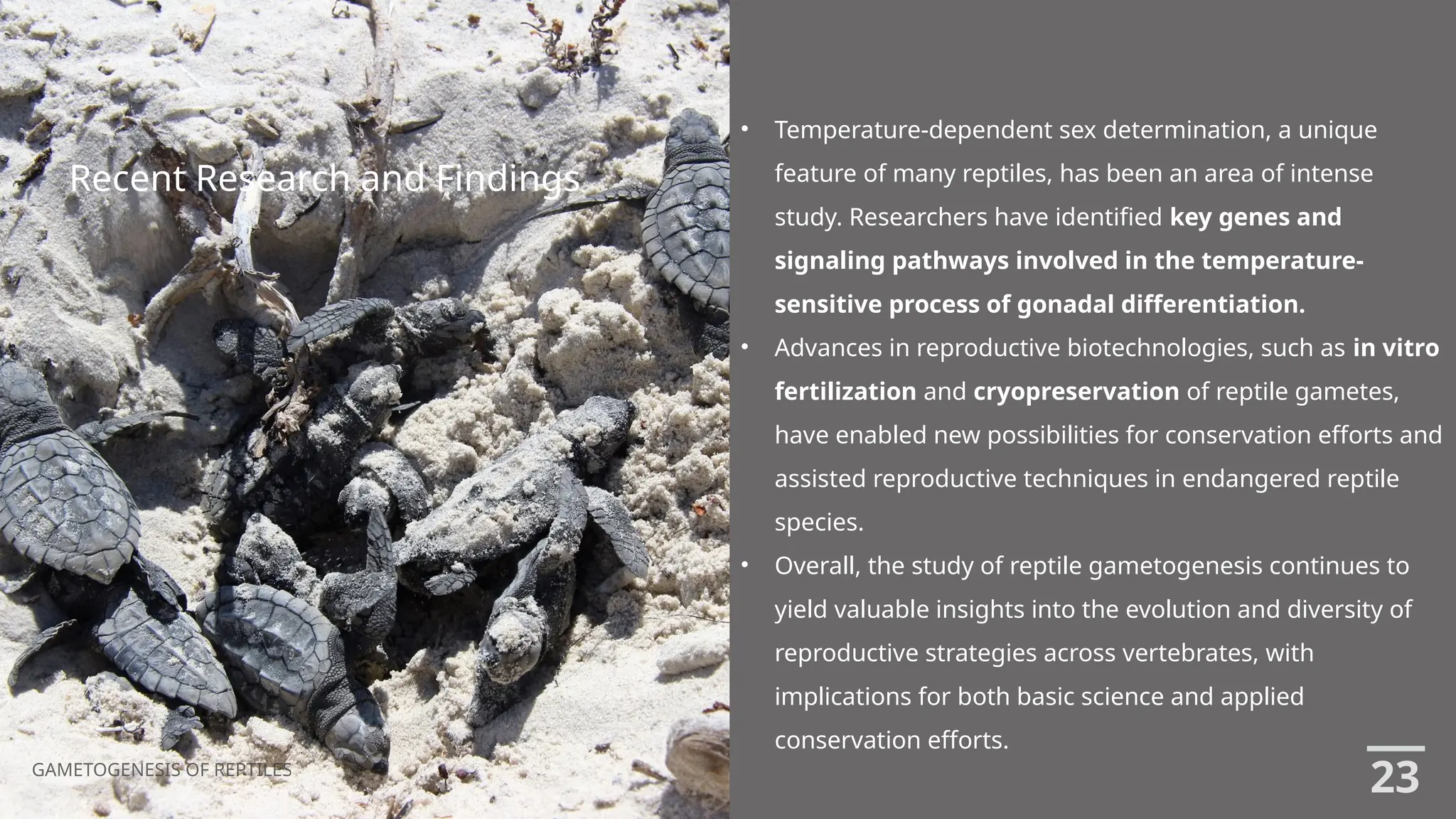 Embryology Lecture - Gametogenesis of Reptiles.pptx