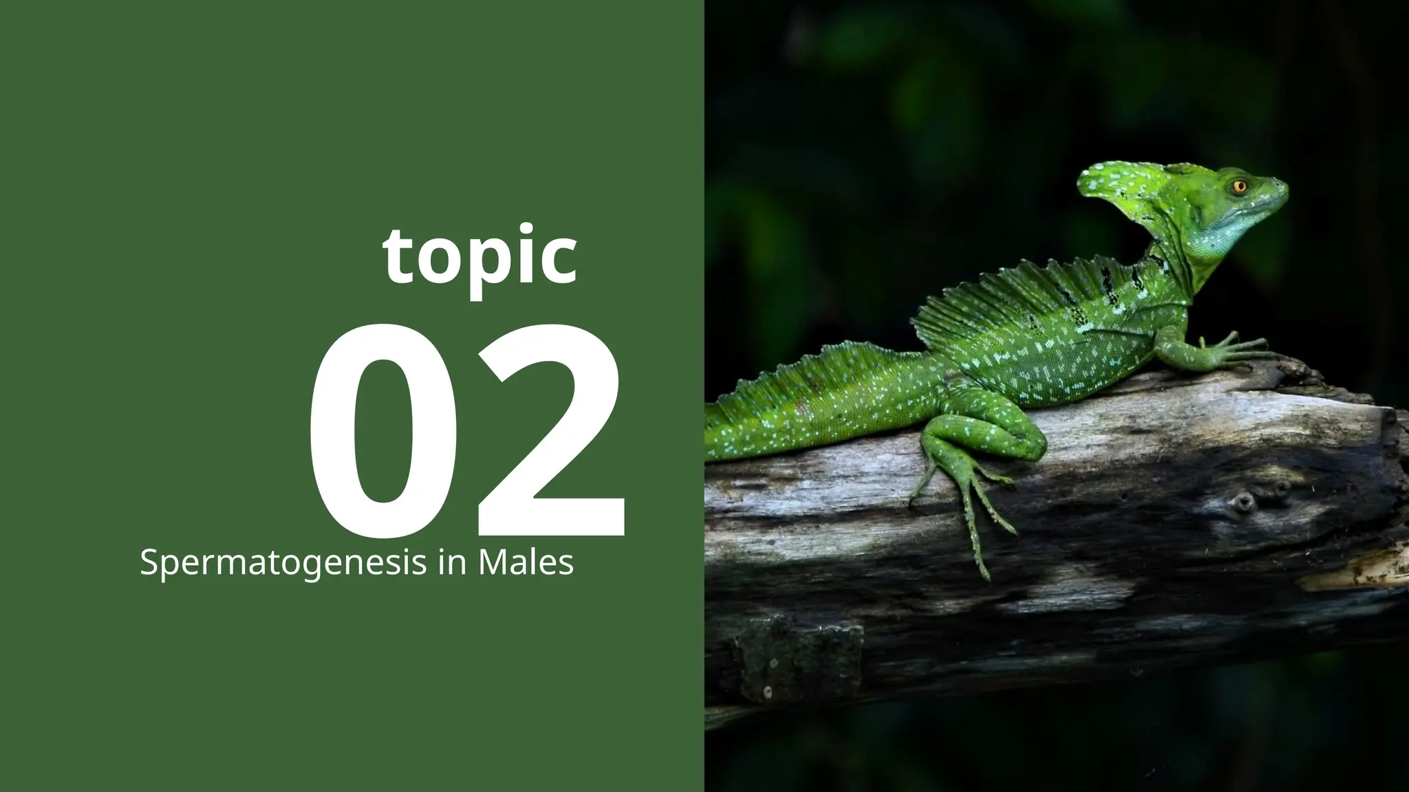 Embryology Lecture - Gametogenesis of Reptiles.pptx