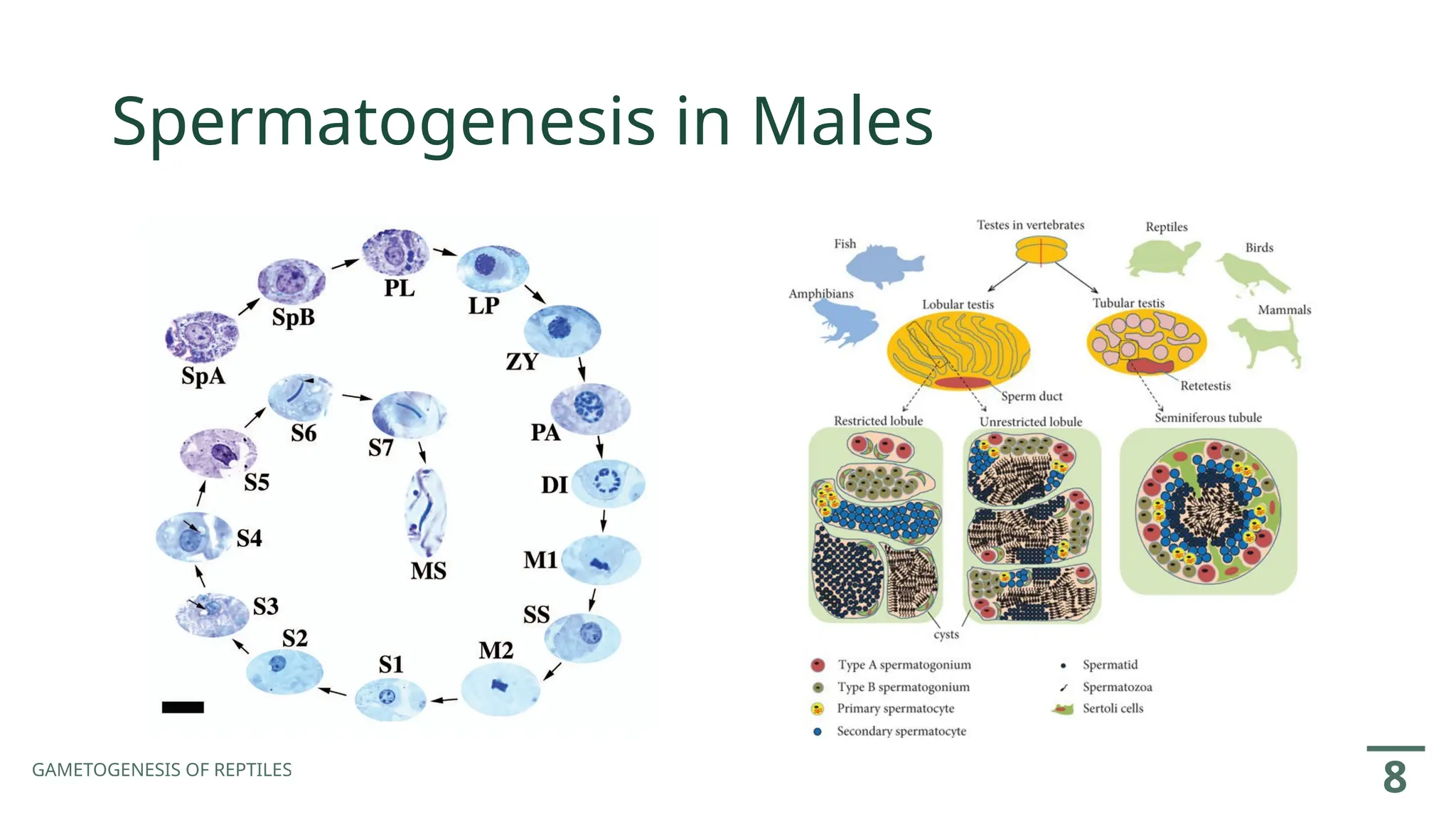 Embryology Lecture - Gametogenesis of Reptiles.pptx
