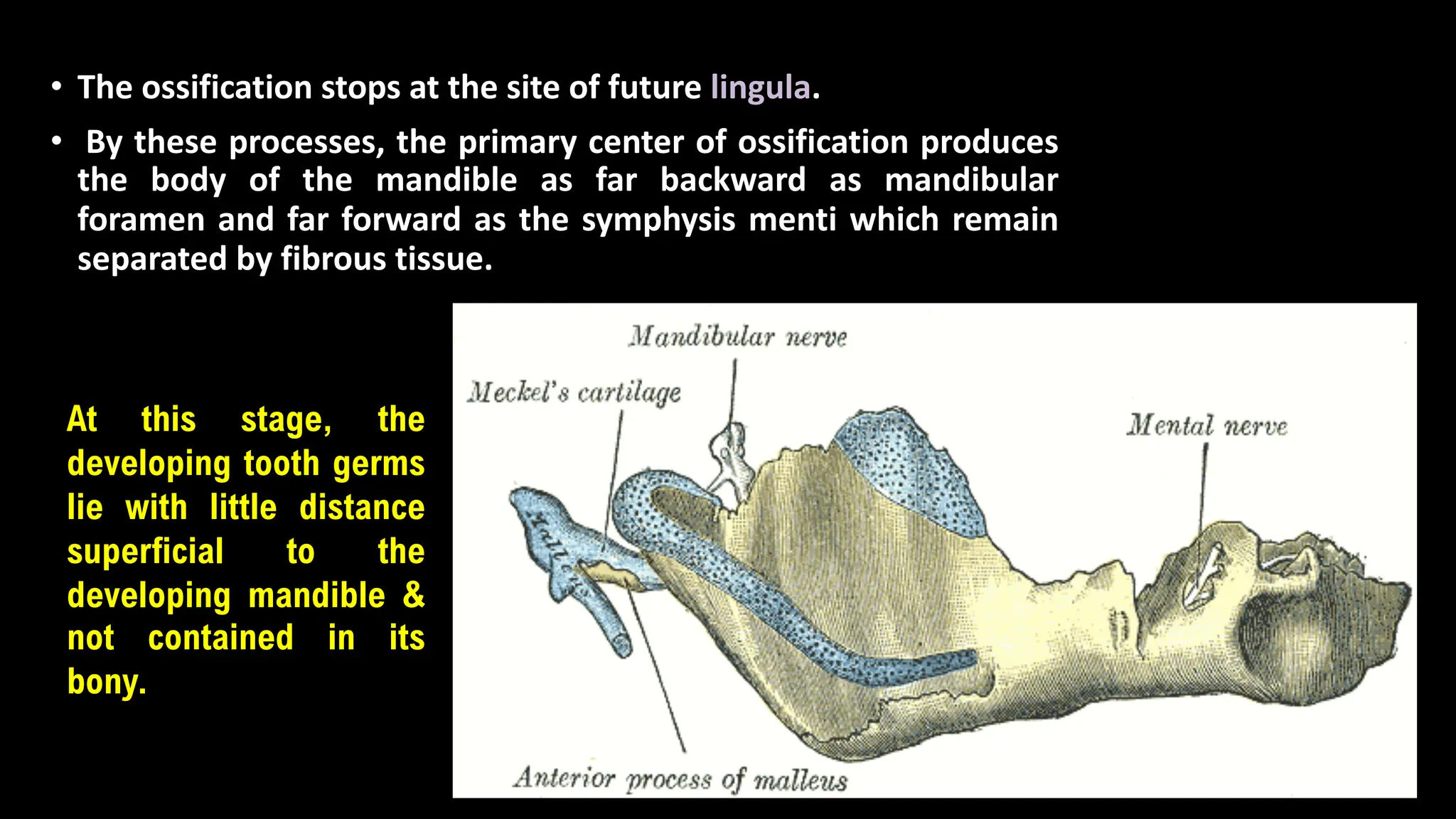 embryology (maxilla and mandibule development) .pdf