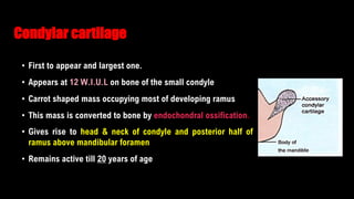 embryology (maxilla and mandibule development) .pdf