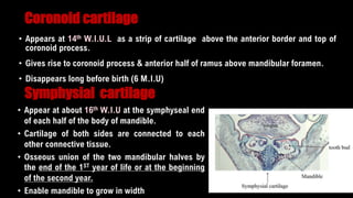 embryology (maxilla and mandibule development) .pdf