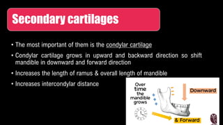 embryology (maxilla and mandibule development) .pdf