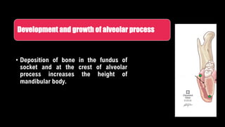 embryology (maxilla and mandibule development) .pdf