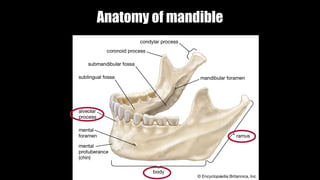 embryology (maxilla and mandibule development) .pdf