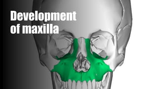 embryology (maxilla and mandibule development) .pdf