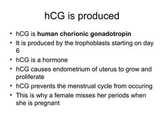 Embryology (mo) | PPT