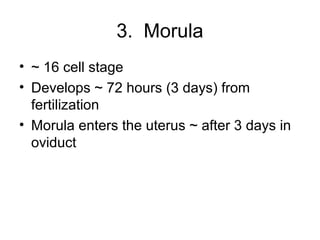 Embryology (mo) | PPT